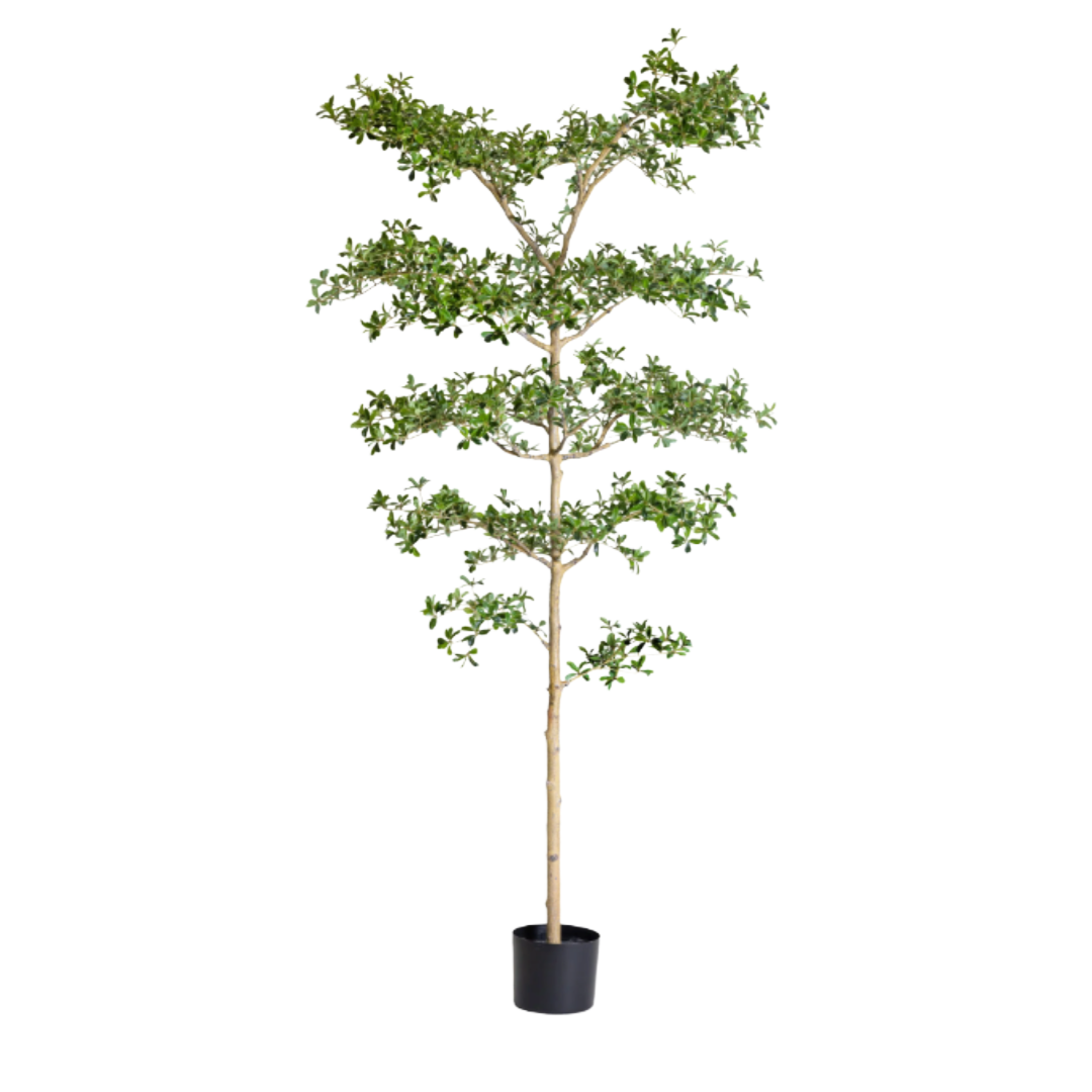 Black Olive Potted Tree | By Luxe B Co.